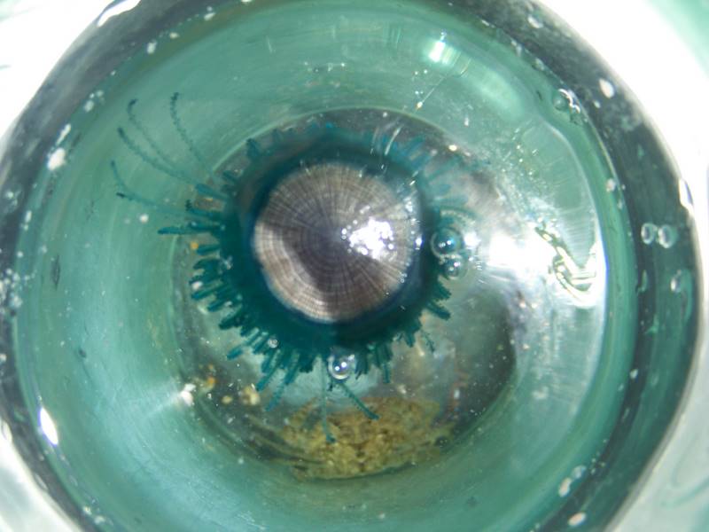 Blue Buttons in Destin, Florida | Blog The Beach