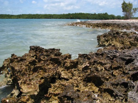 Chitons in the Florida Keys | Blog The Beach