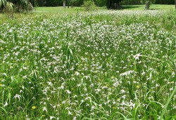 Star Rush (Dichromena colorata) Blooms on Pine Island | Blog The Beach