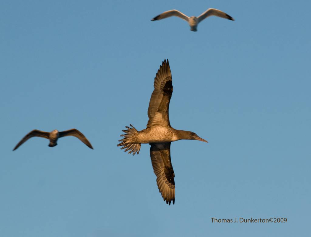 Birding at Sea: Pelagic Birding Aboard the Pastime Princess | Blog The ...