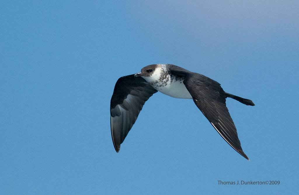 Birding at Sea: Pelagic Birding Aboard the Pastime Princess | Blog The ...