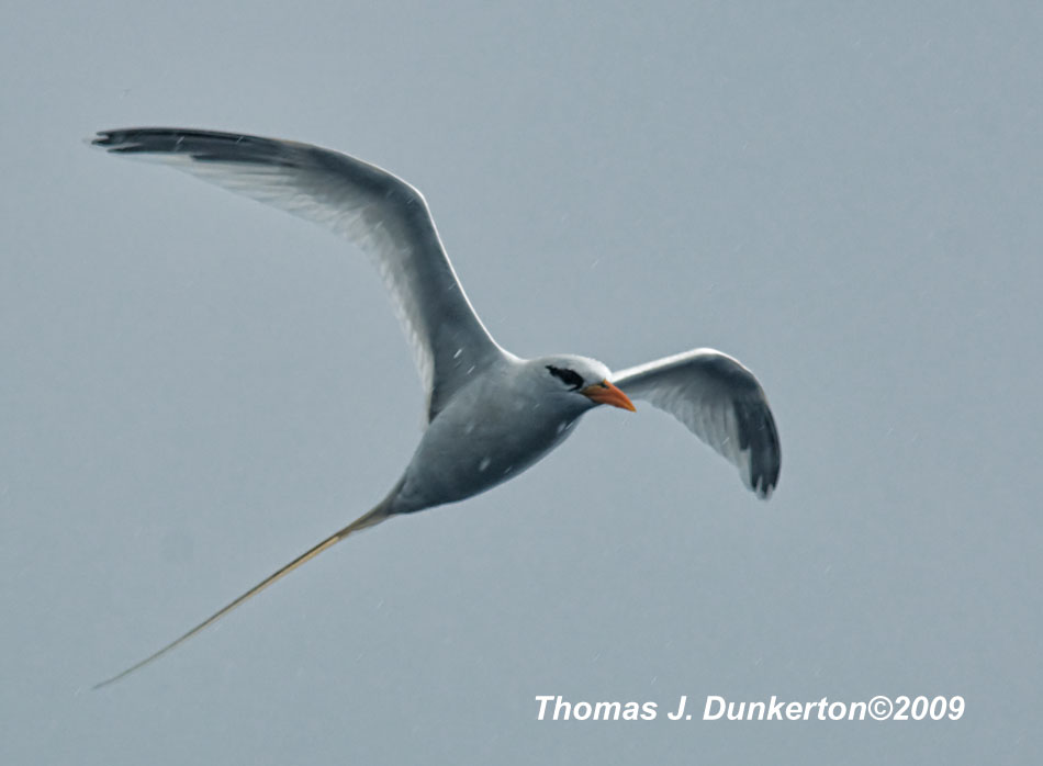 Birding at Sea: Pelagic Birding Aboard the Pastime Princess | Blog The ...