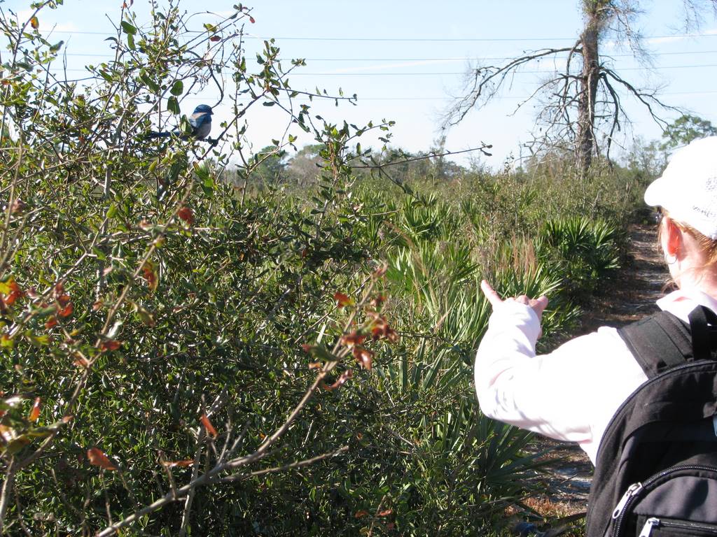 A Scrub Jay Adventure at the Space Coast Birding Festival | Blog The Beach
