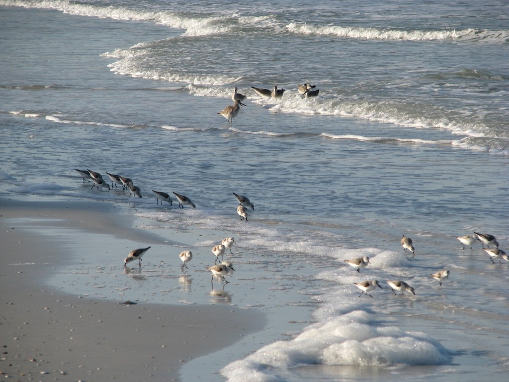 Sanderling – Common Shorebirds on Florida Beaches | Blog The Beach