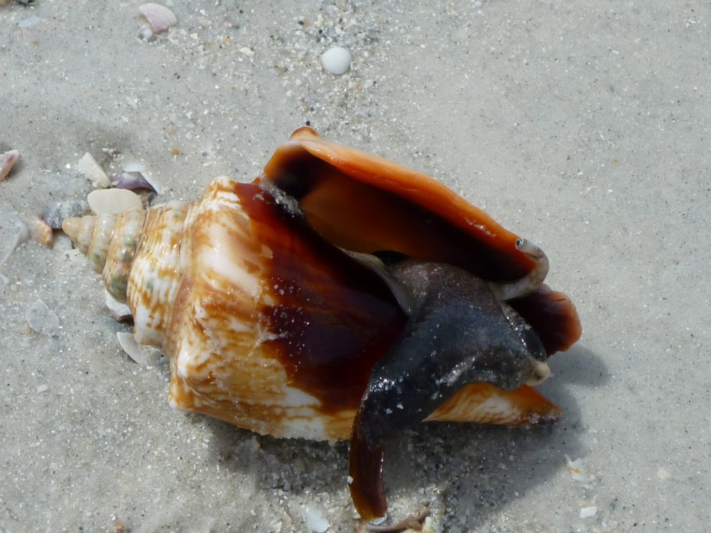 Fighting Conchs on St. Pete Beach | Blog The Beach