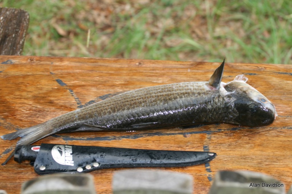 Mullet (The Fish, Not the Haircut) | Blog The Beach