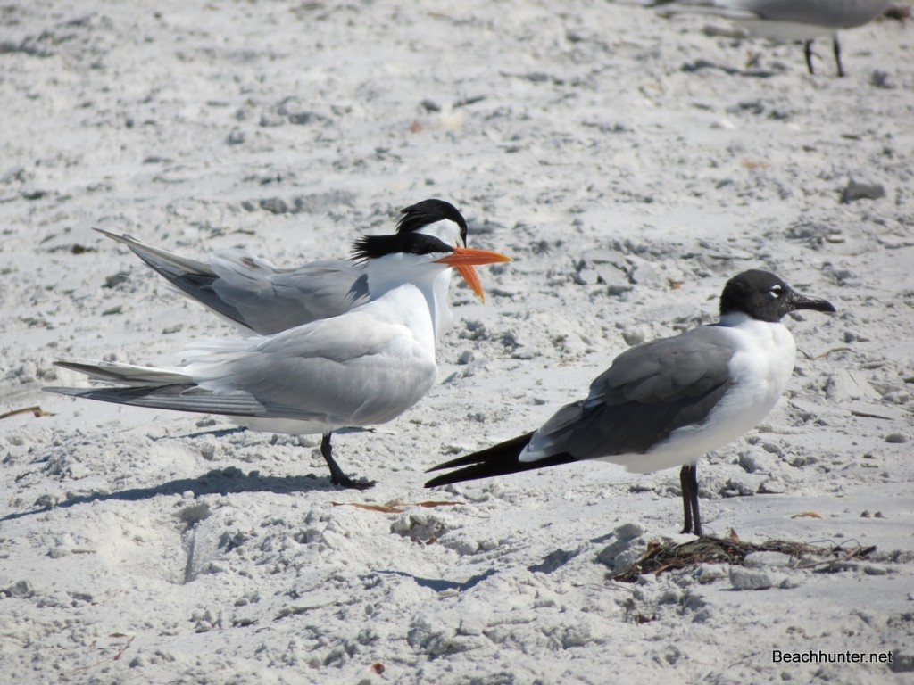 Is it a Gull or a Tern? What’s the Difference? | Blog The Beach