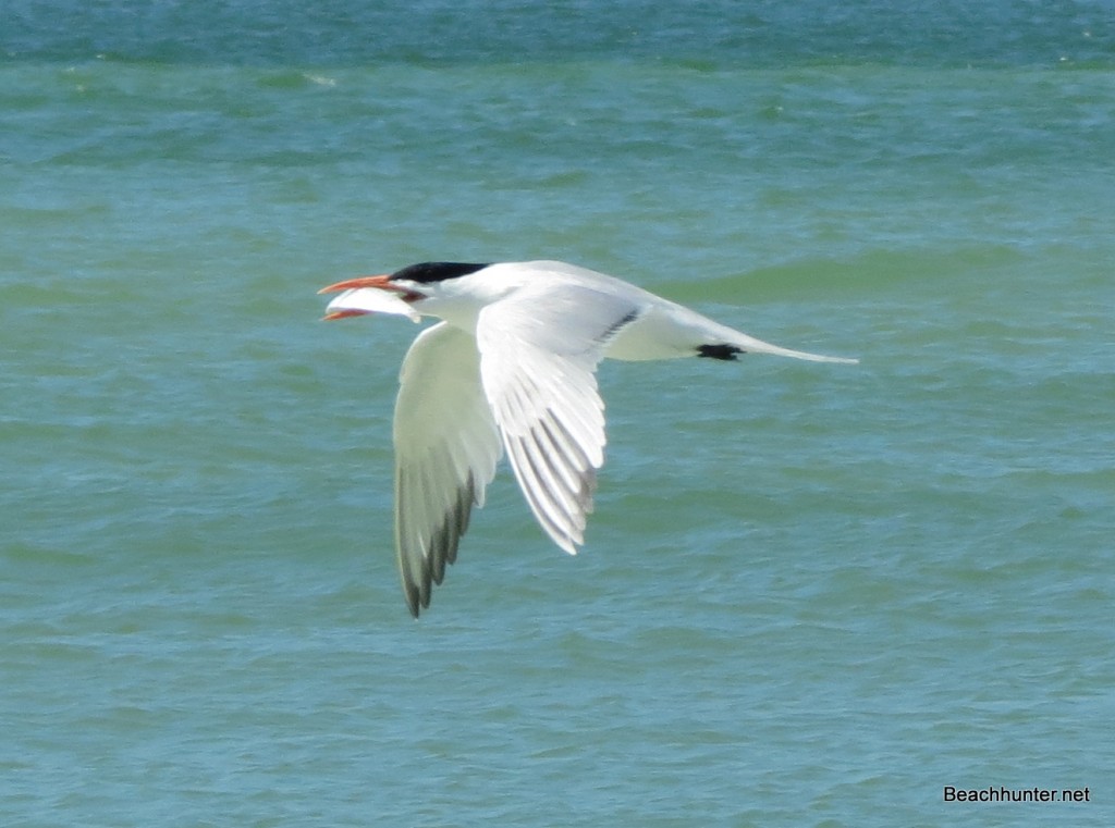Is it a Gull or a Tern? What’s the Difference? | Blog The Beach