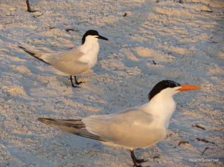 Is it a Gull or a Tern? What’s the Difference? | Blog The Beach