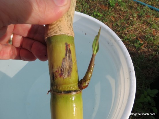How to Grow Sugar Cane in Your Yard: Getting it Started | Blog The Beach